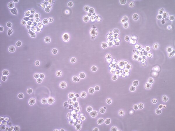 HMC-1.1 Human Mast Cell Line | SCC067